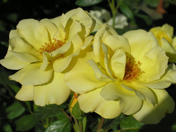 Artur Bell - Benvenuti su gliatlantivegetalidegliorticelli!