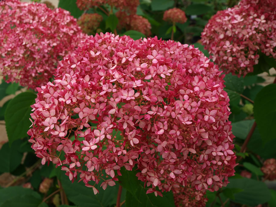 Invincibelle Spirit - Benvenuti su gliatlantivegetalidegliorticelli!