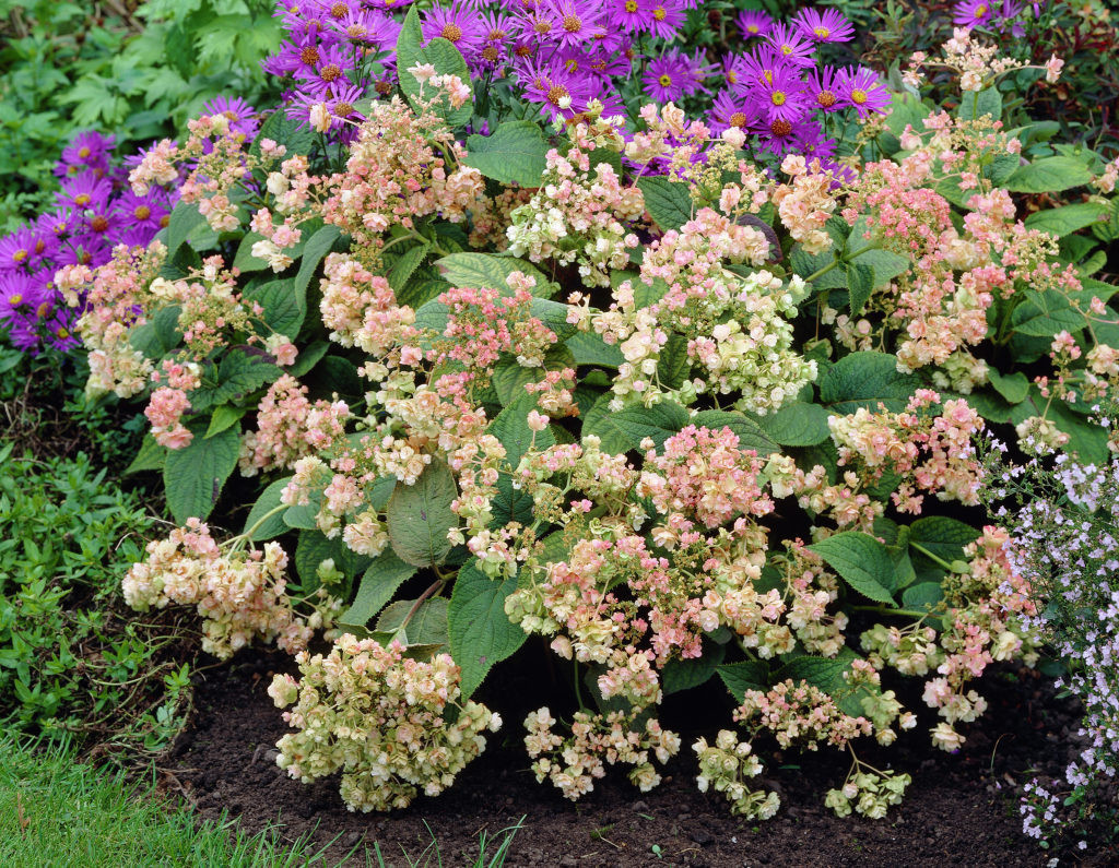 Hydrangea involucrata - Benvenuti su gliatlantivegetalidegliorticelli!
