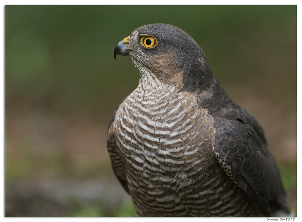 Sperwer - Sparrow-Hawk - De website van freddy69
