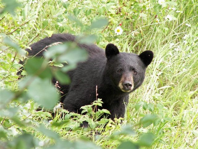 Tiere / Animals - kispiox-river-ranch