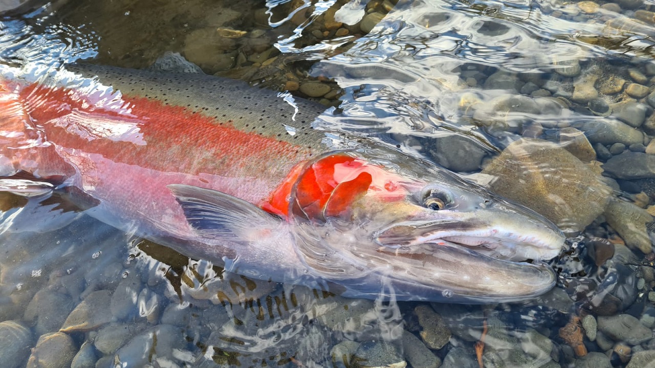 Bilder 2021 - kispiox-river-ranch