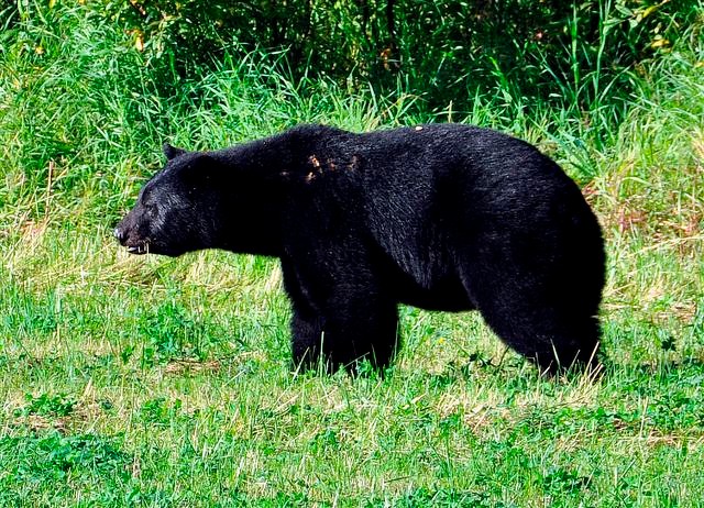 Tiere / Animals - kispiox-river-ranch