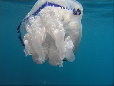 Cnidari - Benvenuti su scubamonitor!