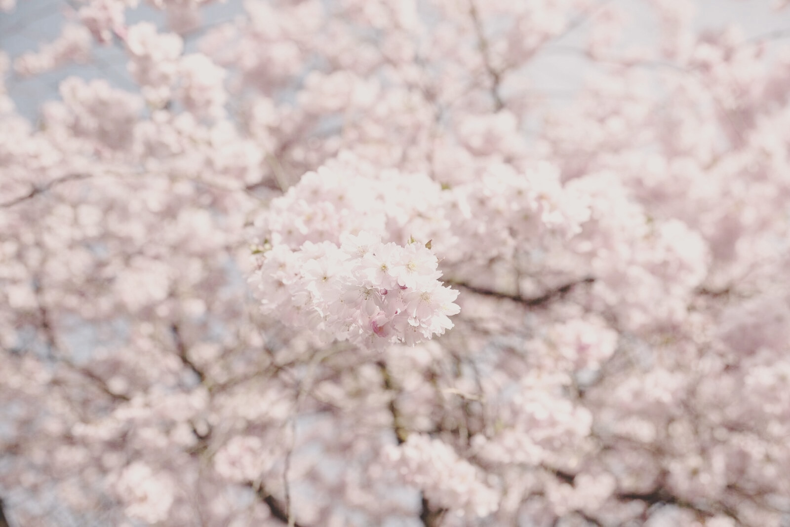 Home - Puderrosa Ranch