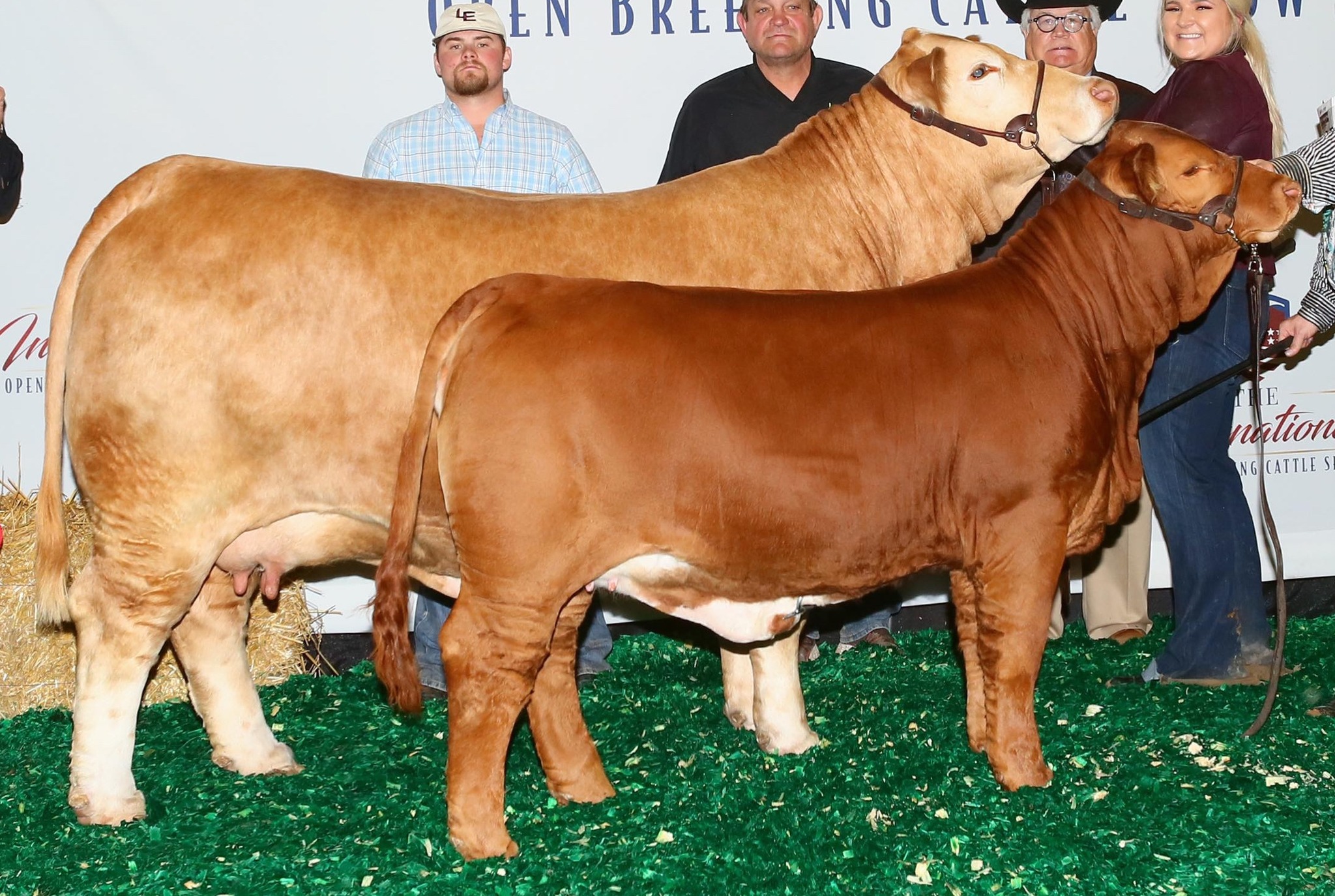 Aso Beefmaster - asociacionbeefmaster