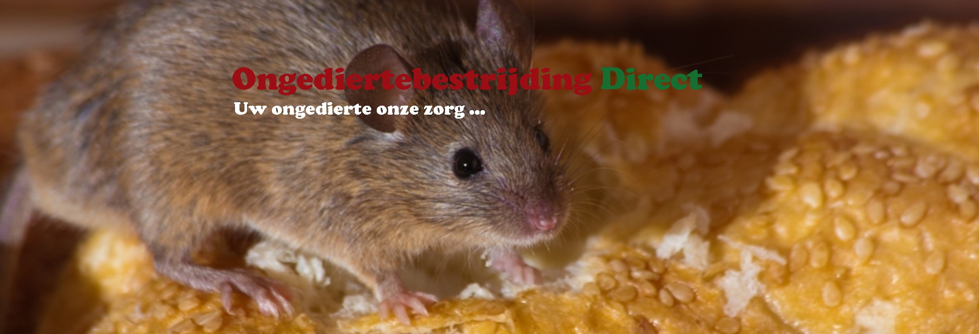 Voortplanting muis - Ongedierte bestrijden