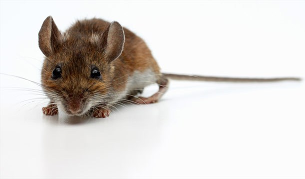 Voortplanting muis - Ongedierte bestrijden