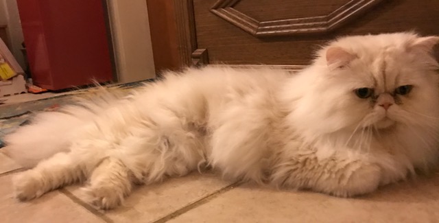 Perserkatzen mit Nase der Cattery Golden Treasury - golden-treasury ...