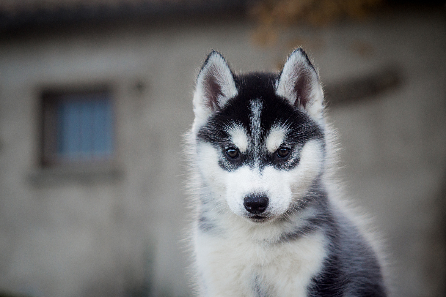 Chiens et chiots husky sibérien lof - Élevage husky Fablehaven