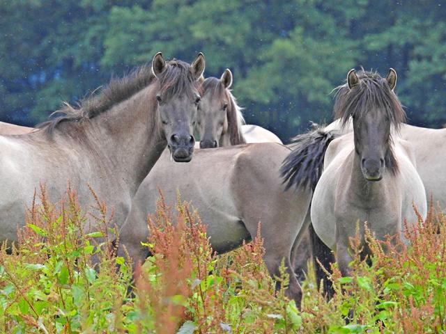 Wildpferde in Deutschland - Naturwelt/Gudrun Kaspareit/