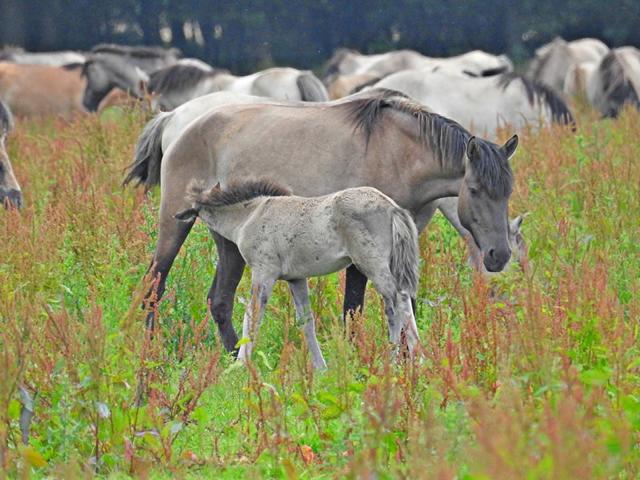 Wildpferde in Deutschland - Naturwelt/Gudrun Kaspareit/