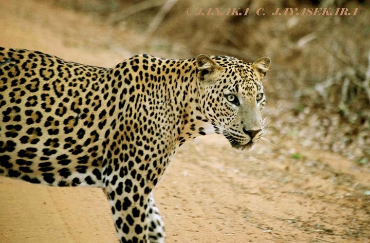 Leopard - Naturwelt/Gudrun Kaspareit/