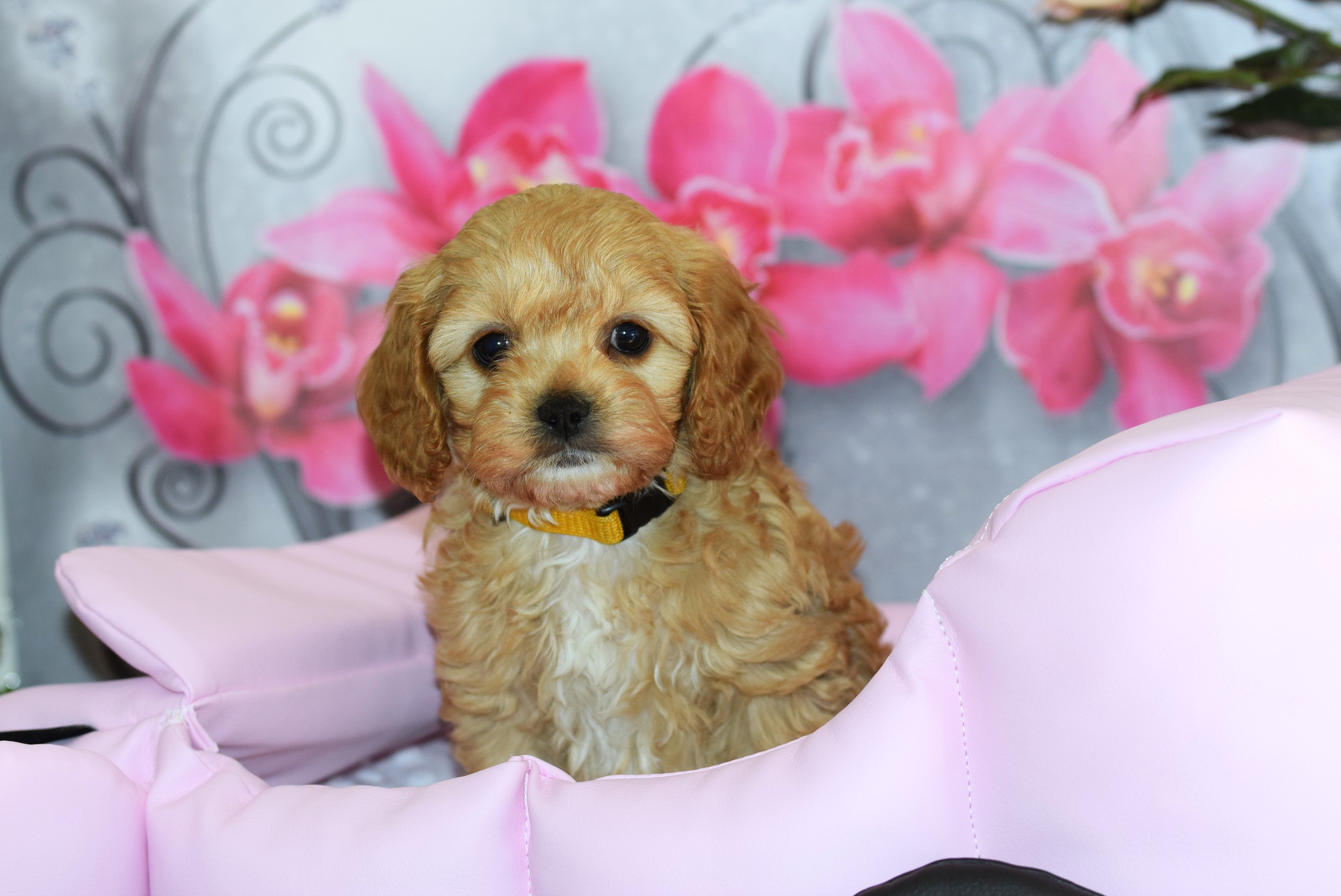 CAVAPOO - maltipoos-aus-bayern
