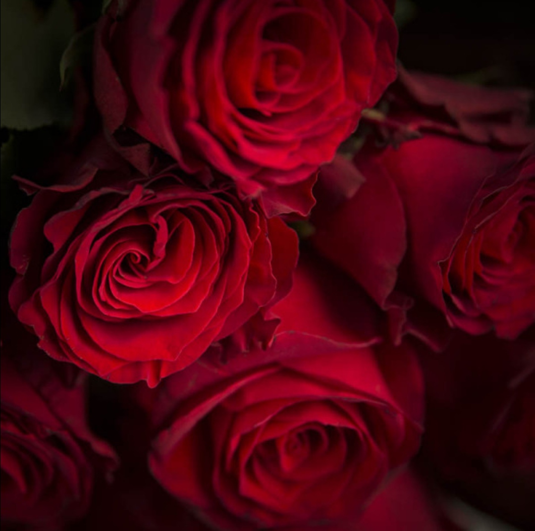 Golden und Silbern - north-roses-nations Webseite!