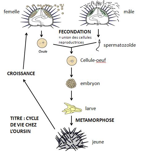 Chapitre 2 : La reproduction des êtres vivants. - Site de svtparmelan