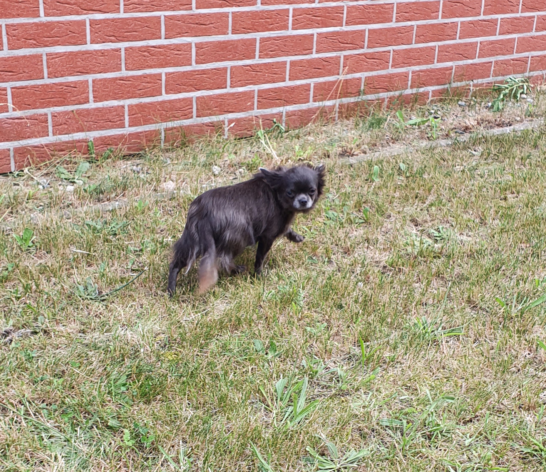 Vicky - chihuahua-vom-herzoginlands Jimdo-Page!