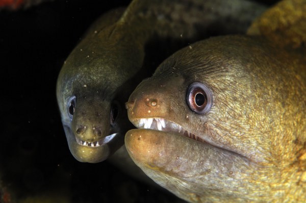 Poissons - Laurent BÊCHE photographie sous marine