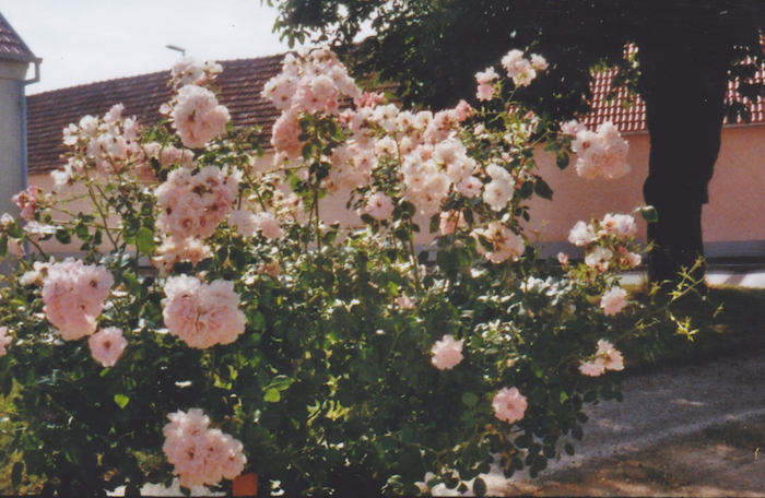 Lisztstraße - 萬谷衣里 オフィシャルサイト Eri Mantani Official Web Site