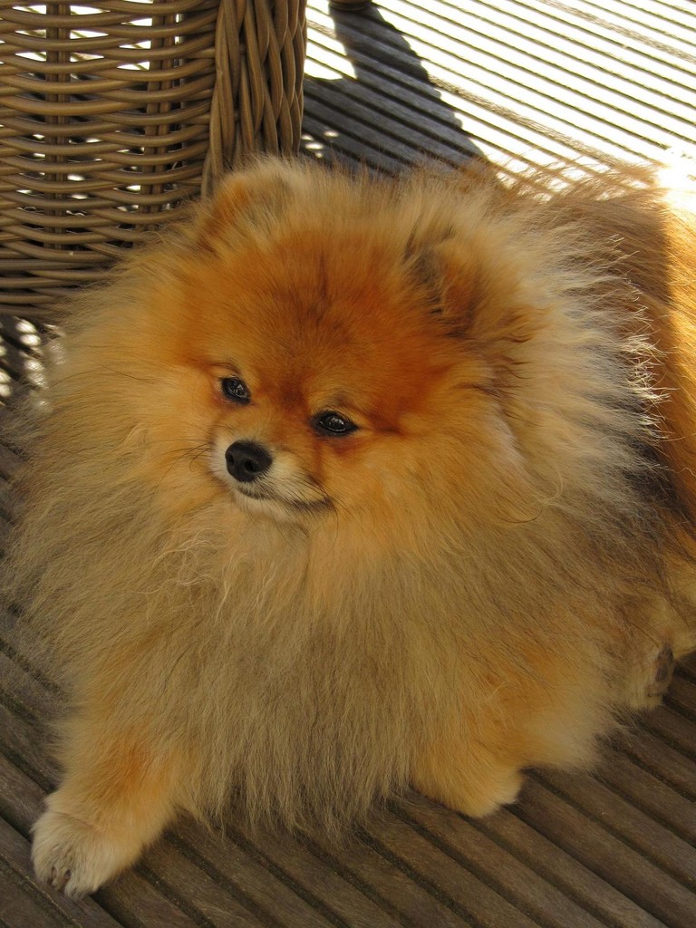 Zwergspitz Züchter - Pomeranian Zwergspitze von Jenny Blue