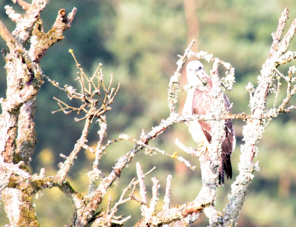Oiseaux (Rapaces) / Birds of prey - Site photo de thomas-magniez!