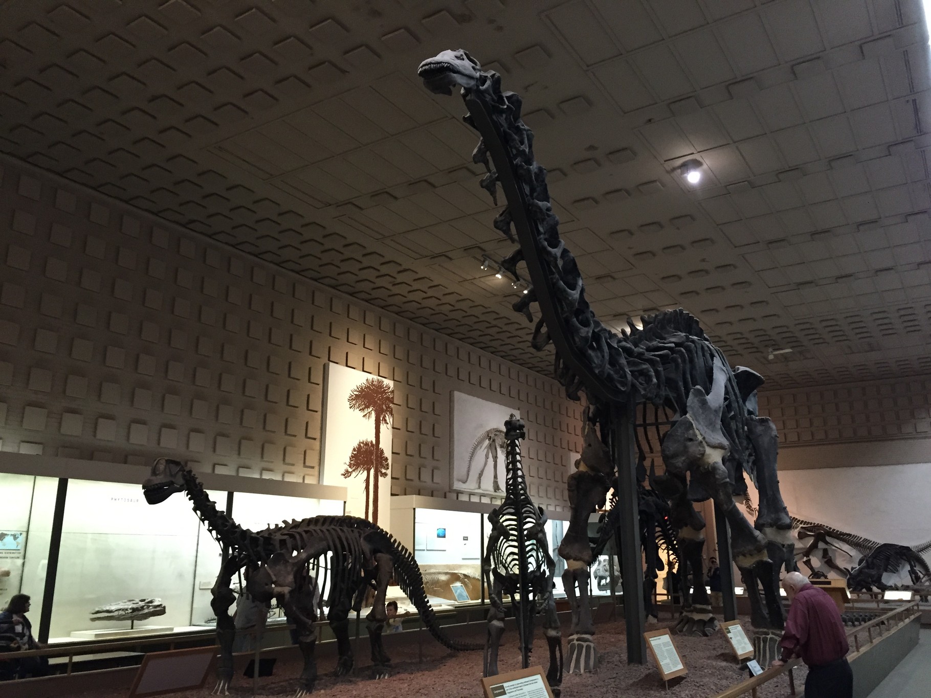 Peabody Museum of Natural History - Yale SOM