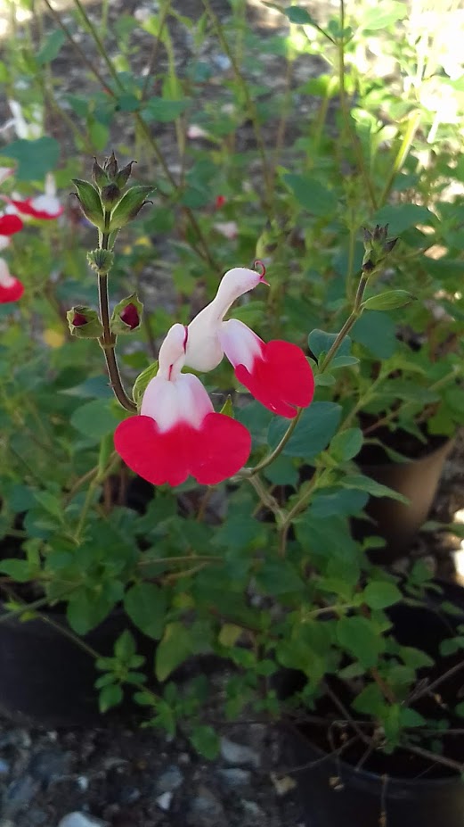 Nos plantes vivaces - horticulteur,pépinièriste prés le neubourg en ...