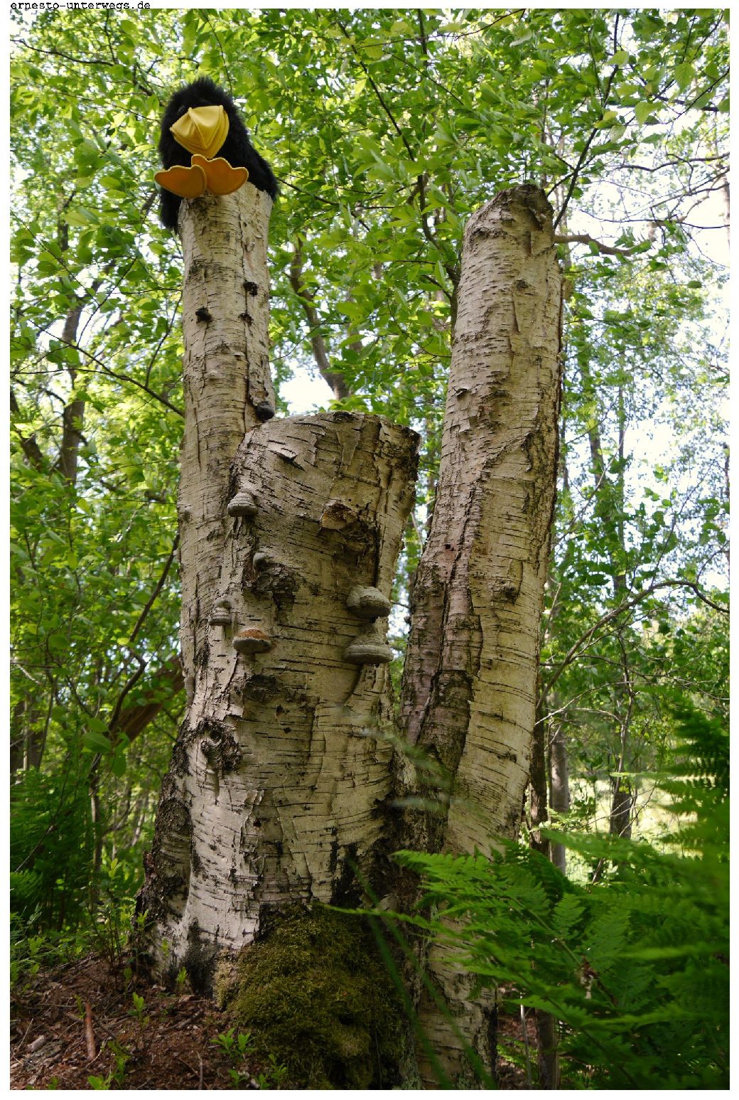 Ein bisschen Baskerville und Uralte Morla - Der Reiserabe berichtet aus ...