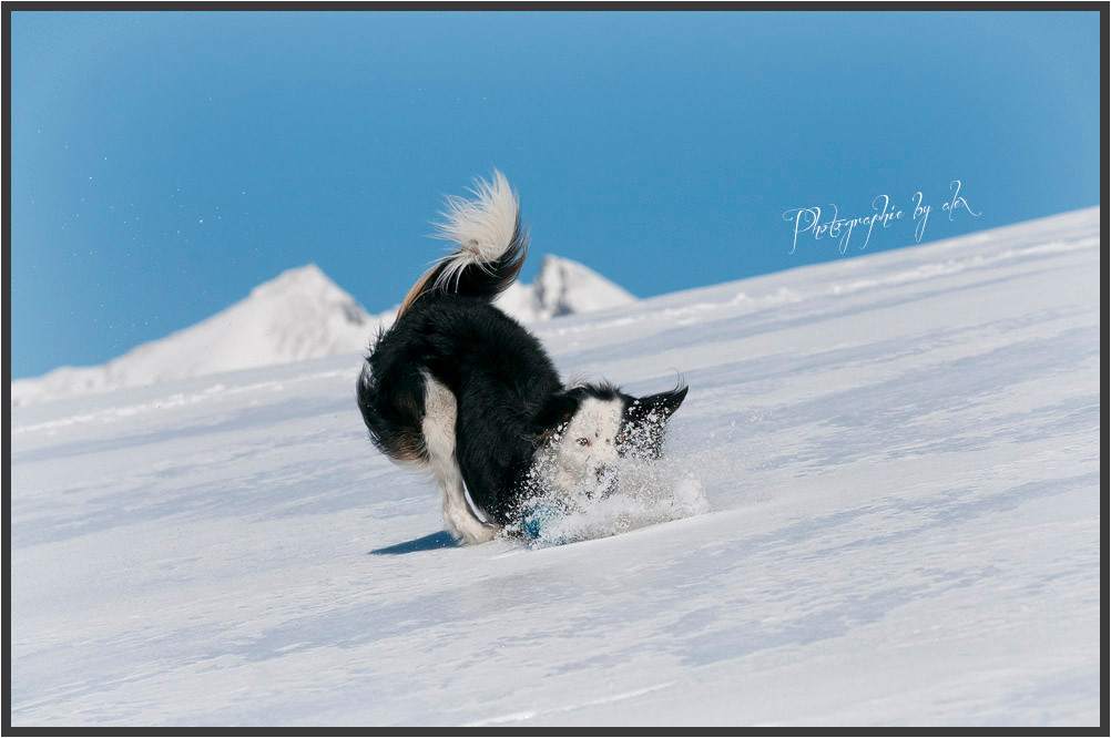 Tiere - Photographie by Alex Gasser
