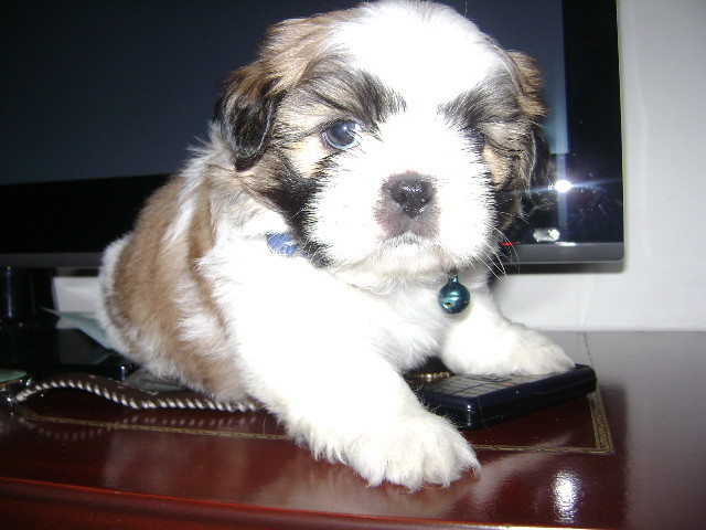 Shih Tzu - Mascotas Shalom