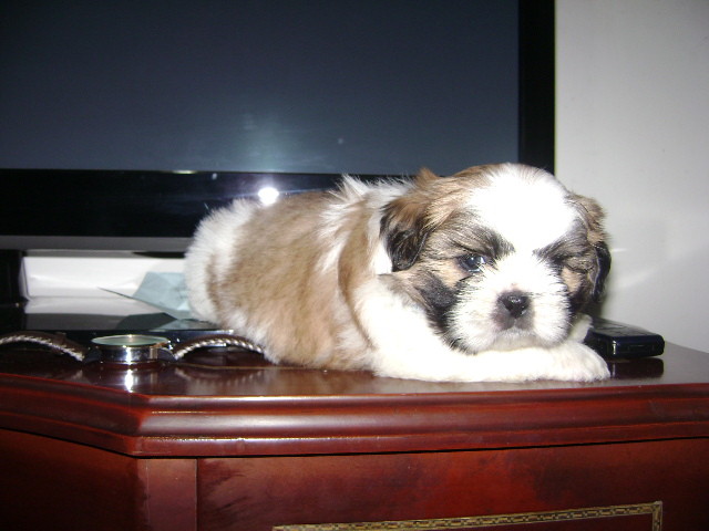 Shih Tzu - Mascotas Shalom
