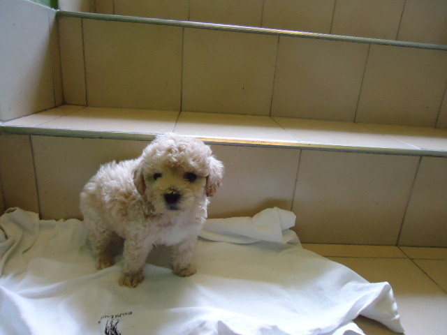 French Poodle - Mascotas Shalom