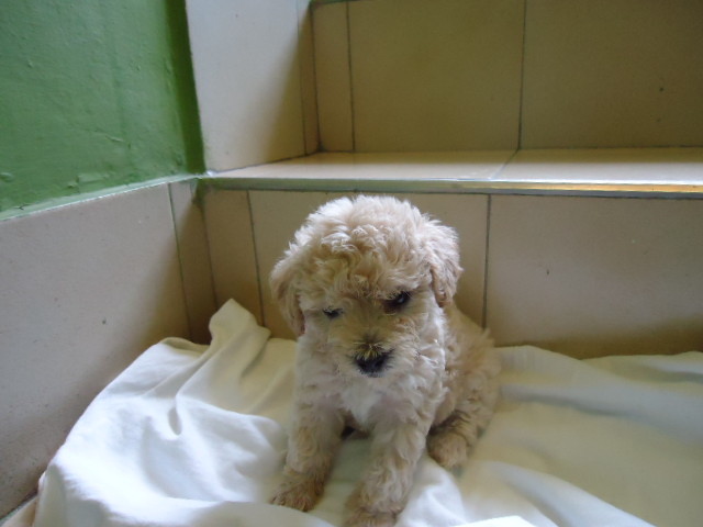 French Poodle - Mascotas Shalom