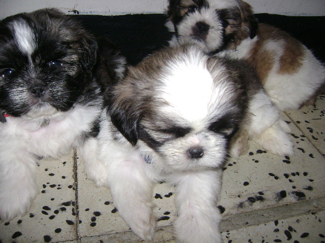 Shih Tzu - Mascotas Shalom
