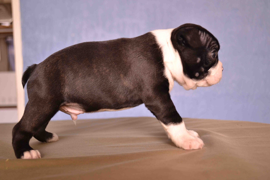 Boston Terrier - Mascotas Shalom