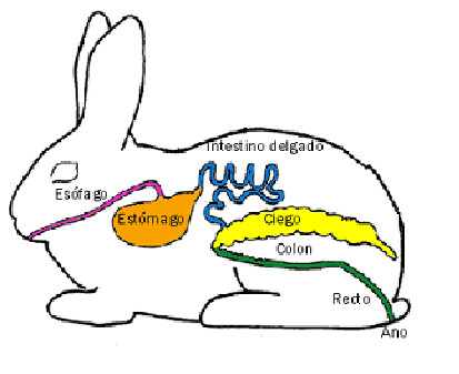 OJOS - La saga del conejo