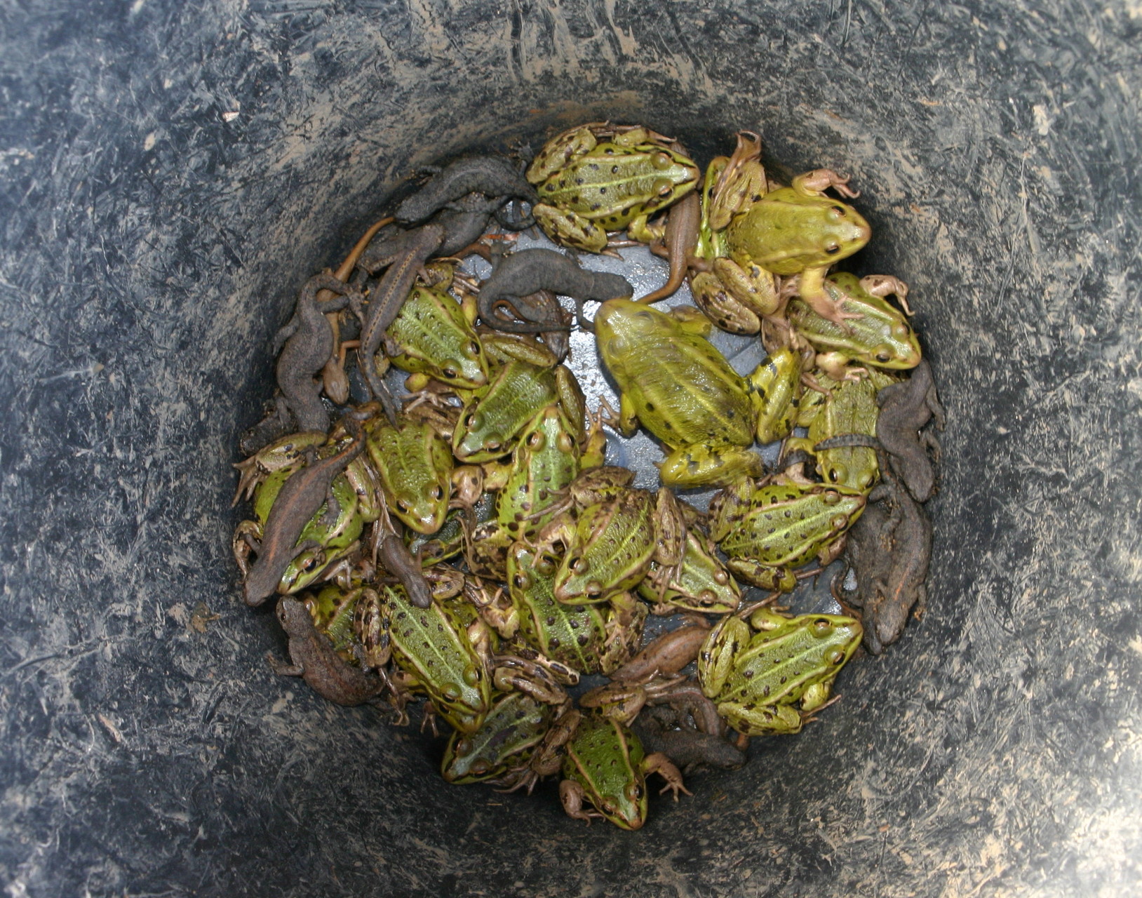 Migration des batraciens - Site de libellule-pronat