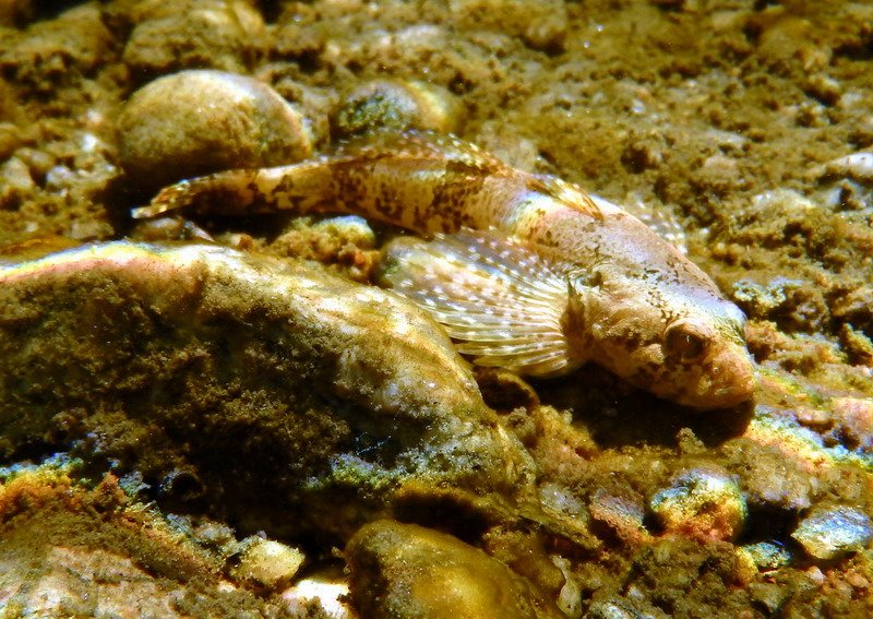 Les poissons de nos rivières - La pêche à St Etienne de Lugdarès