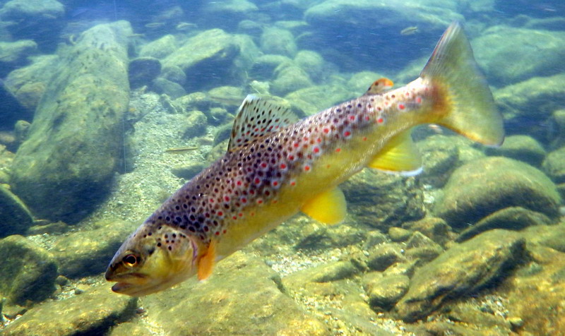 Les poissons de nos rivières - La pêche à St Etienne de Lugdarès
