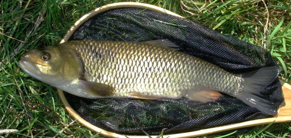 Les poissons de nos rivières - La pêche à St Etienne de Lugdarès