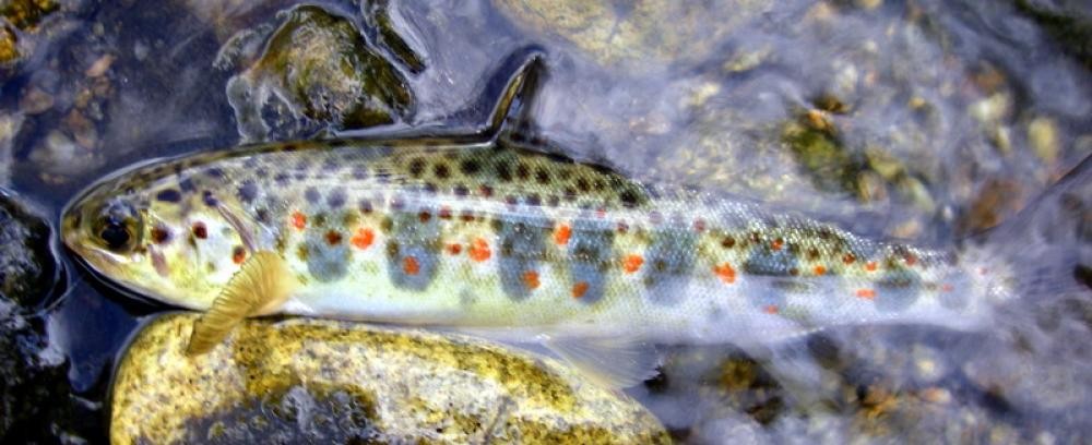Les poissons de nos rivières - La pêche à St Etienne de Lugdarès