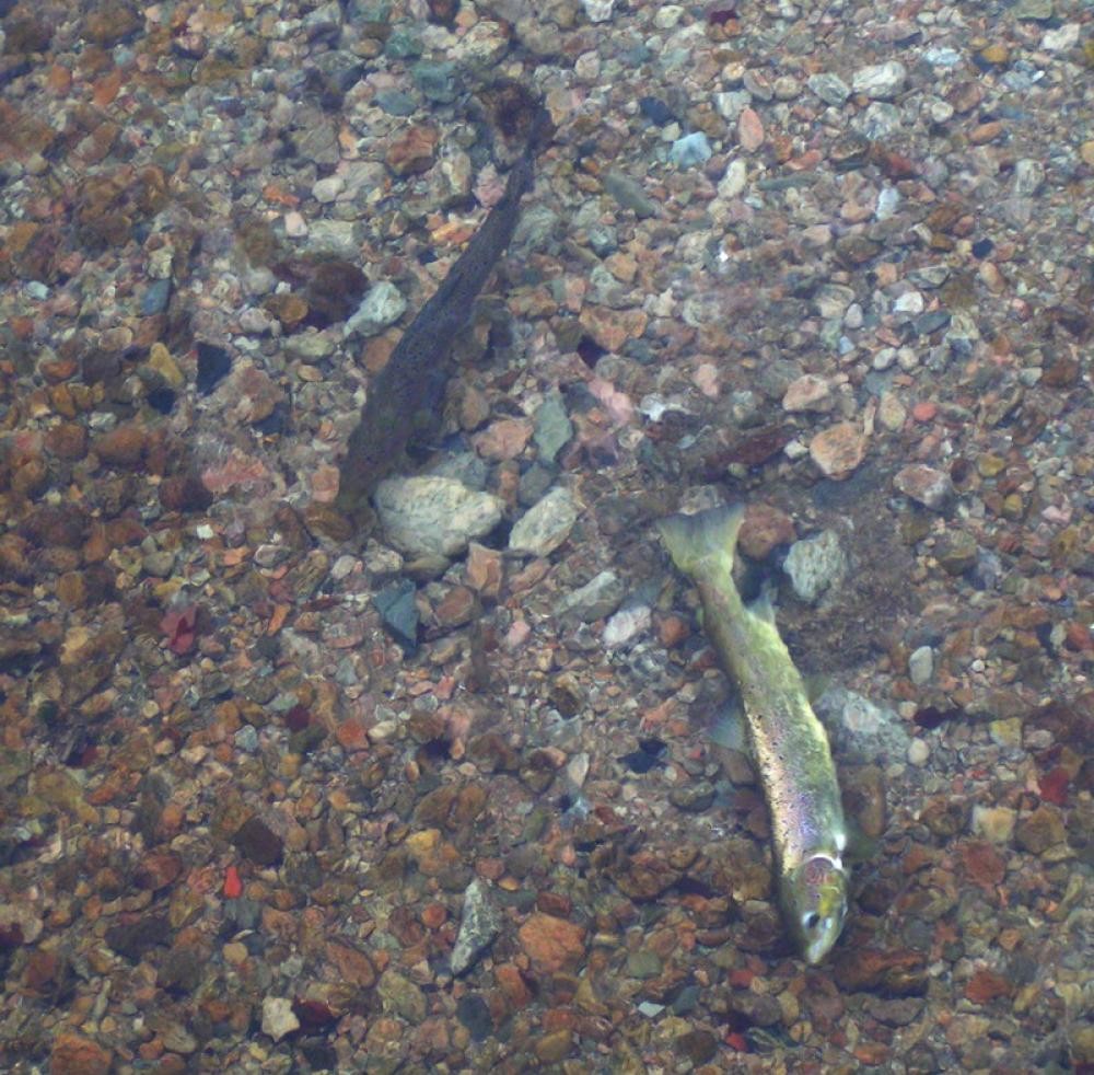 Les poissons de nos rivières - La pêche à St Etienne de Lugdarès