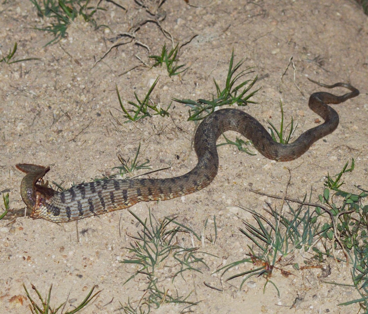 Culebra viperina (Natrix maura) - Asociación Herpetológica Timon