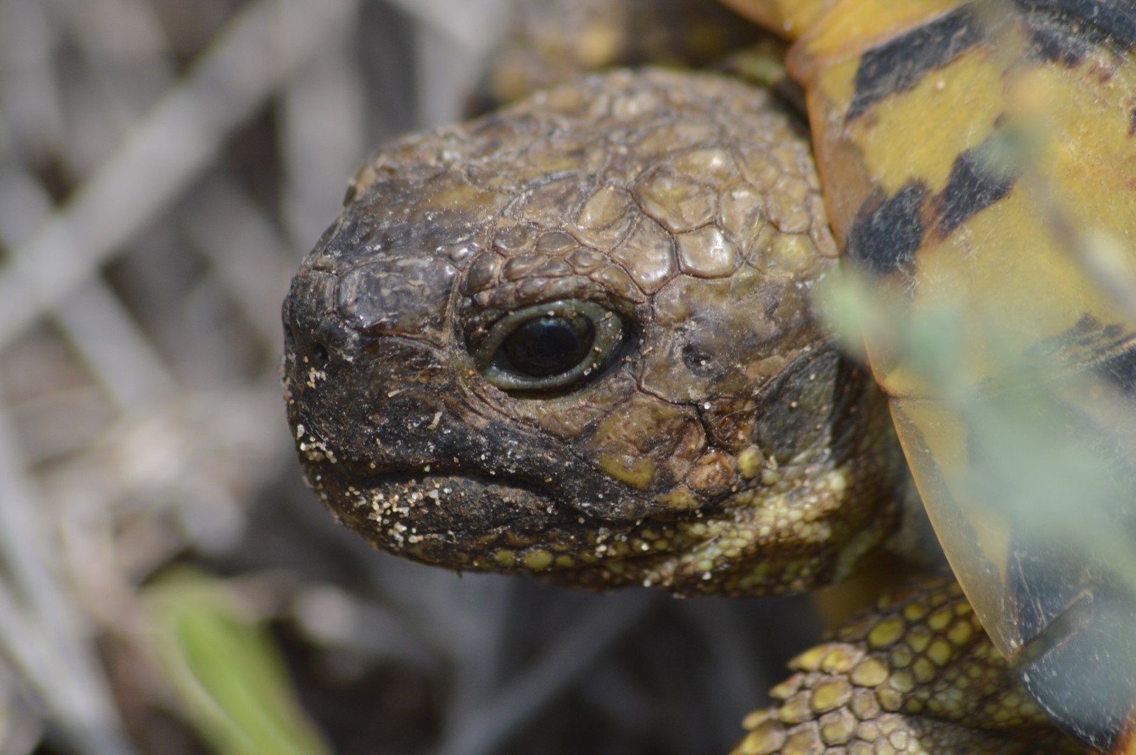 Testudo hermanni - Asociación Herpetológica Timon