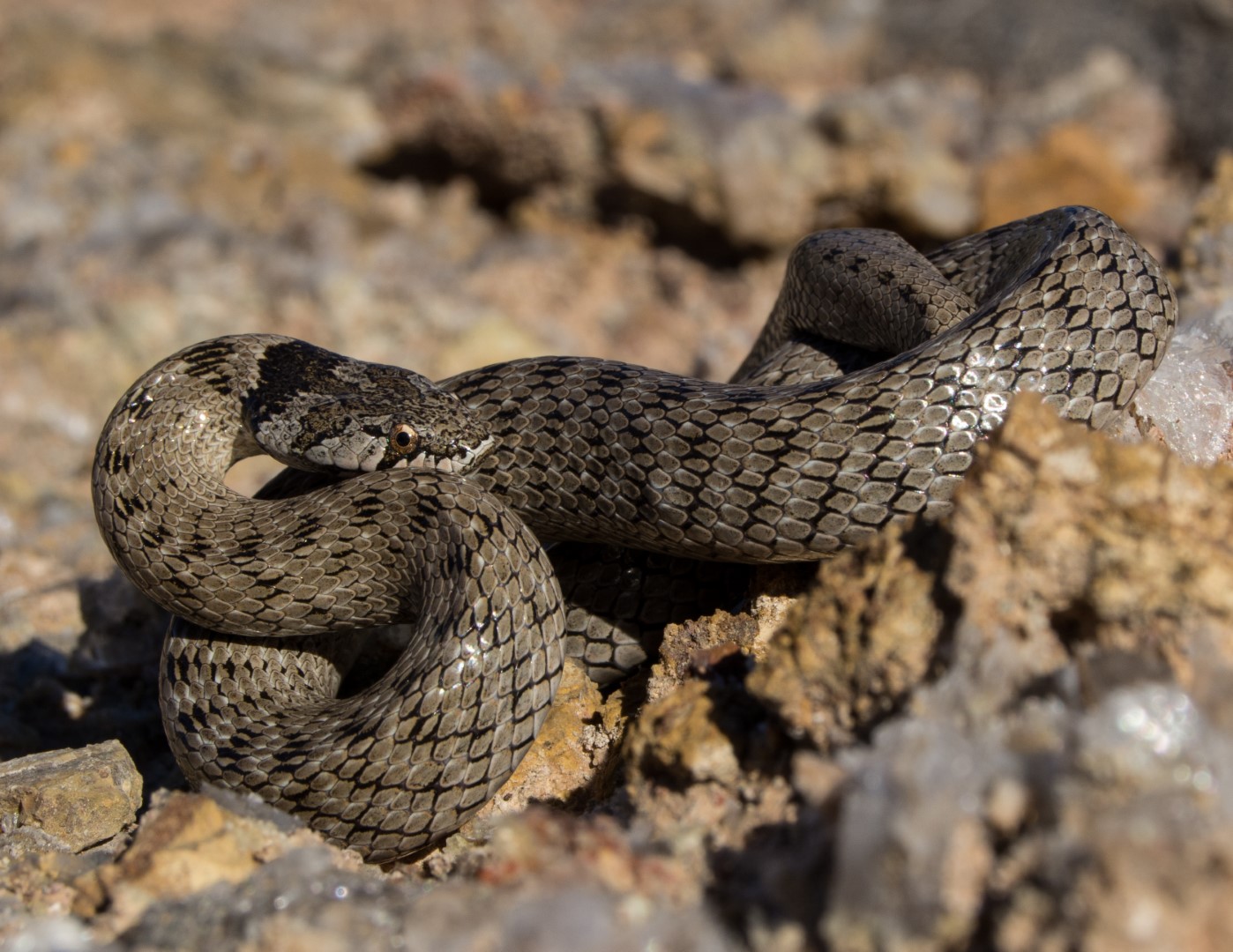 Culebra de cogulla (Macroprotodon brevis) - Asociación Herpetológica Timon