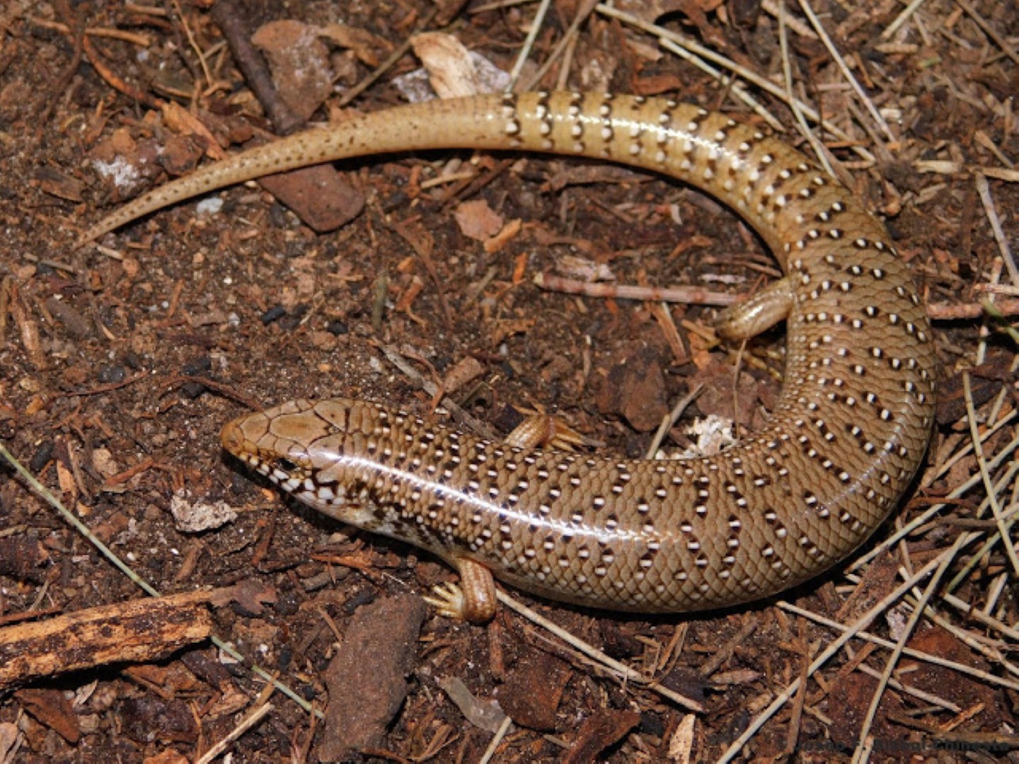 Eslizón ocelado (Chalcides ocellatus) - Asociación Herpetológica Timon