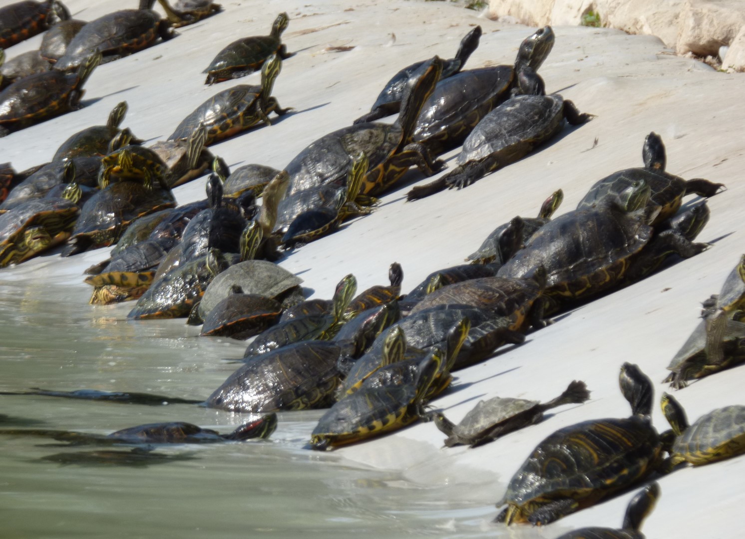Trachemys scripta - Asociación Herpetológica Timon