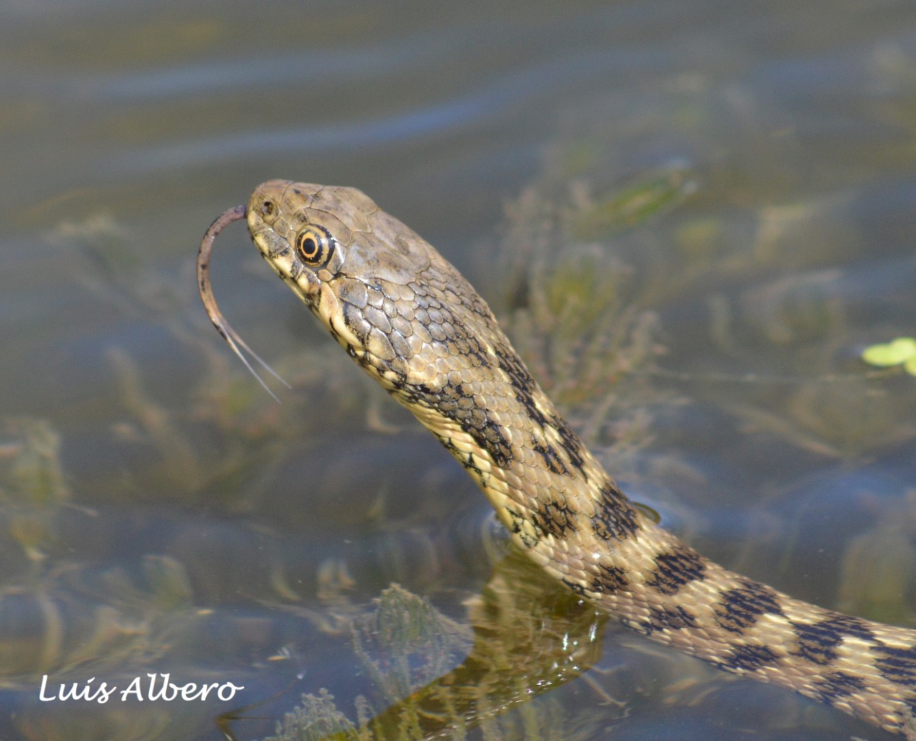Culebra viperina (Natrix maura) - Asociación Herpetológica Timon