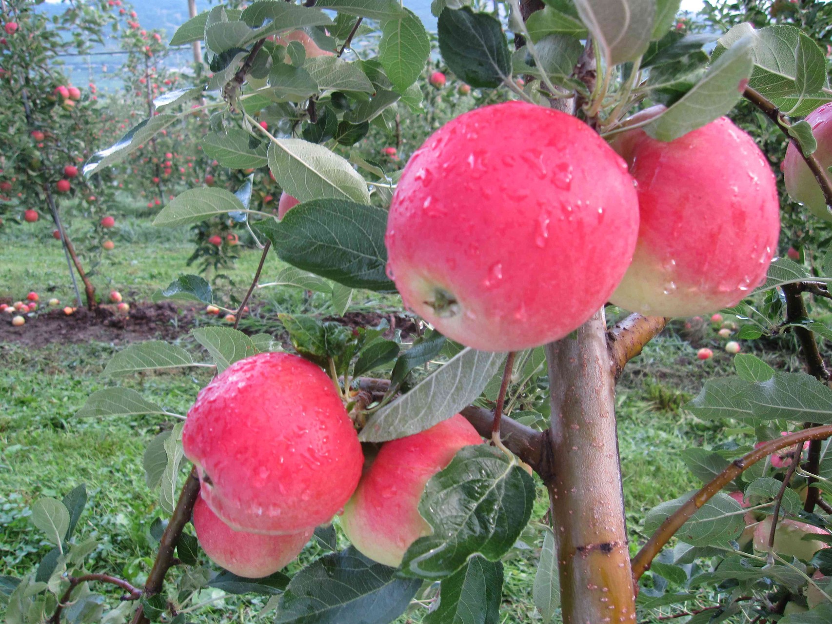 Our Swiss licensed nurseries 'Galmac' - VariCom GmbH
