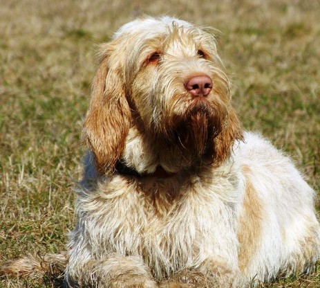 Spinone Italiano - ASBIC - Austrian Spinone und Bracco Italiano Club ...